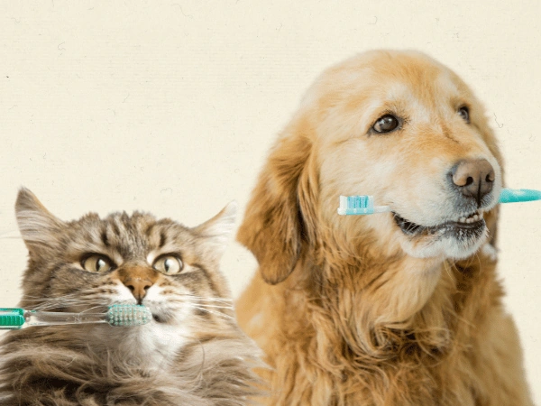 Dog & Cat Dental Care: Tips for Great Oral Health